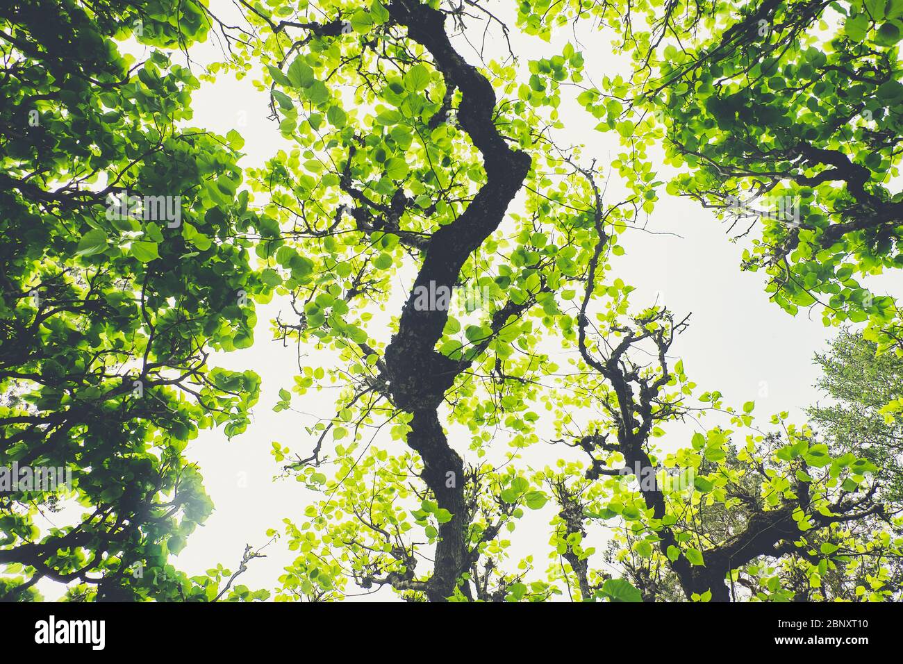 Canopy of leaves from trees in a park Stock Photo - Alamy
