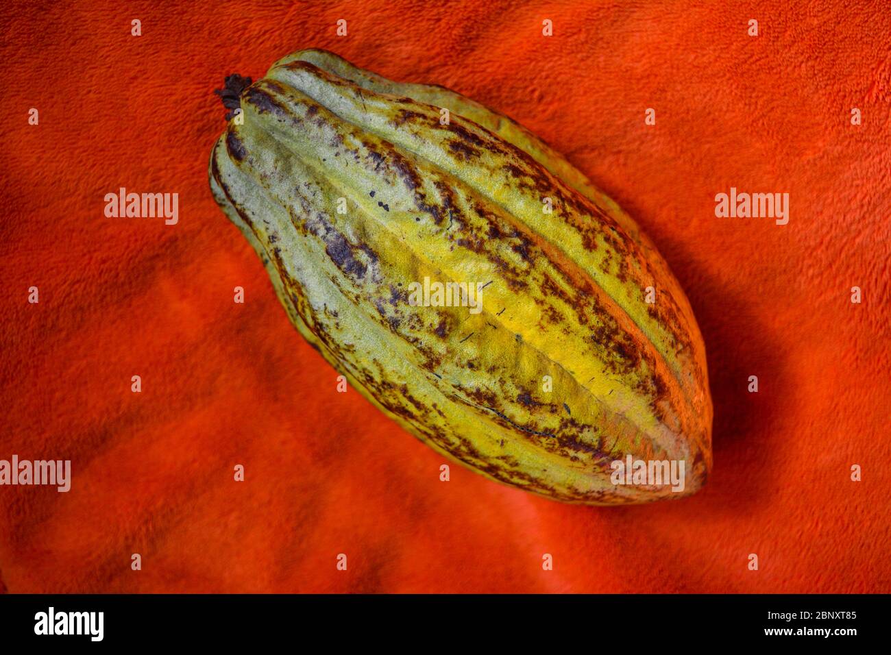 An elegant closeup of a yellow cocoa pod: the Forastero variety ...