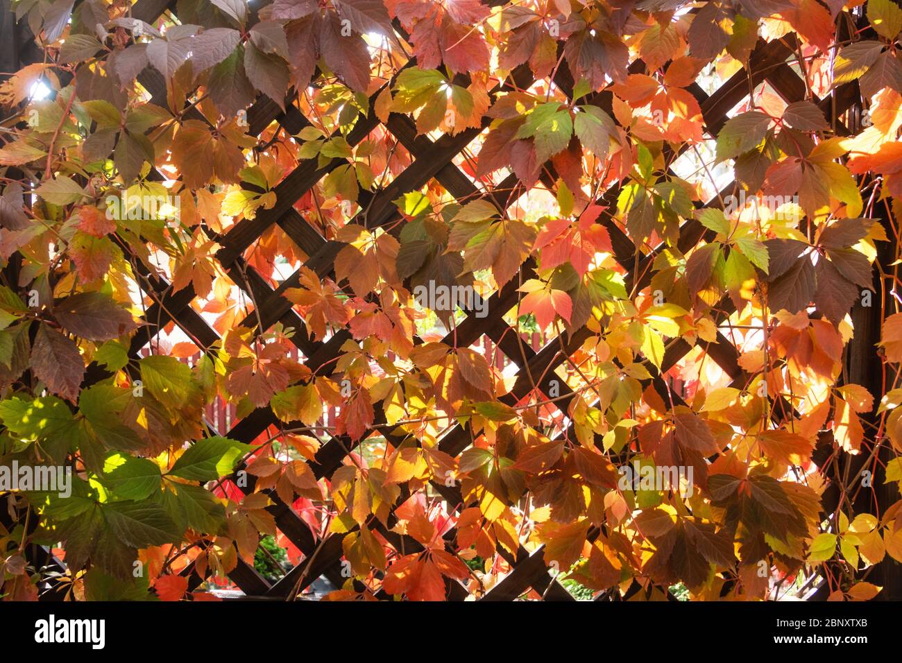 A wooden terrace wall overgrown with a red wild vine leaves. landscape ...