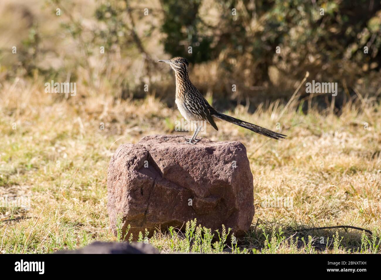 Greater roadrunner (Geococcyx californianus) standing on large rock ...