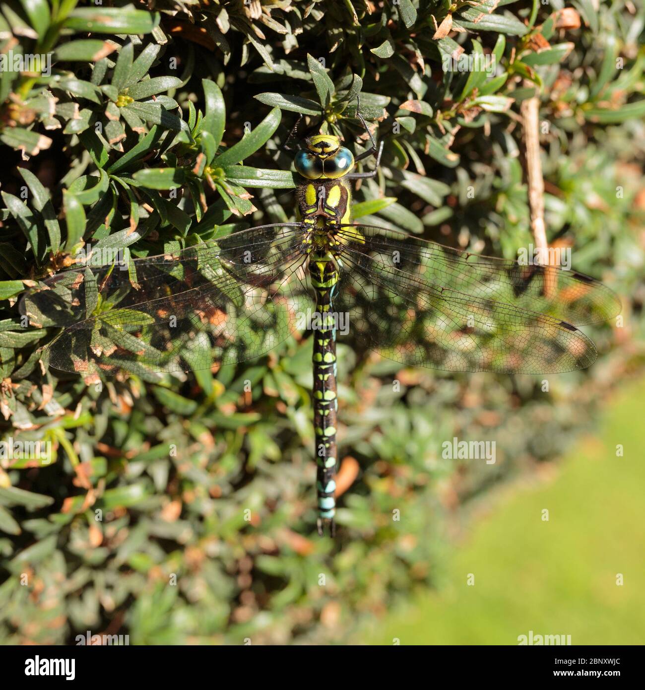 Southern Hawker Dragonfly (Aeshna cyanea) in the Gardens of Chatsworth ...