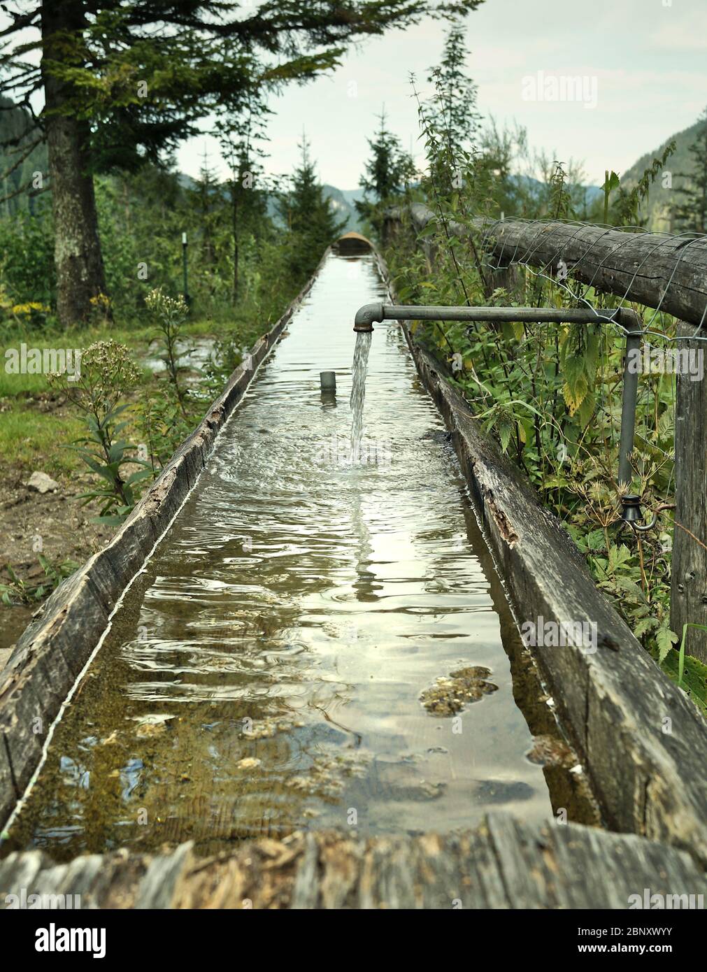 Water trough in alps hi-res stock photography and images - Alamy