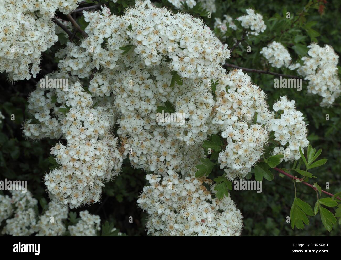 May blossom hi-res stock photography and images - Alamy