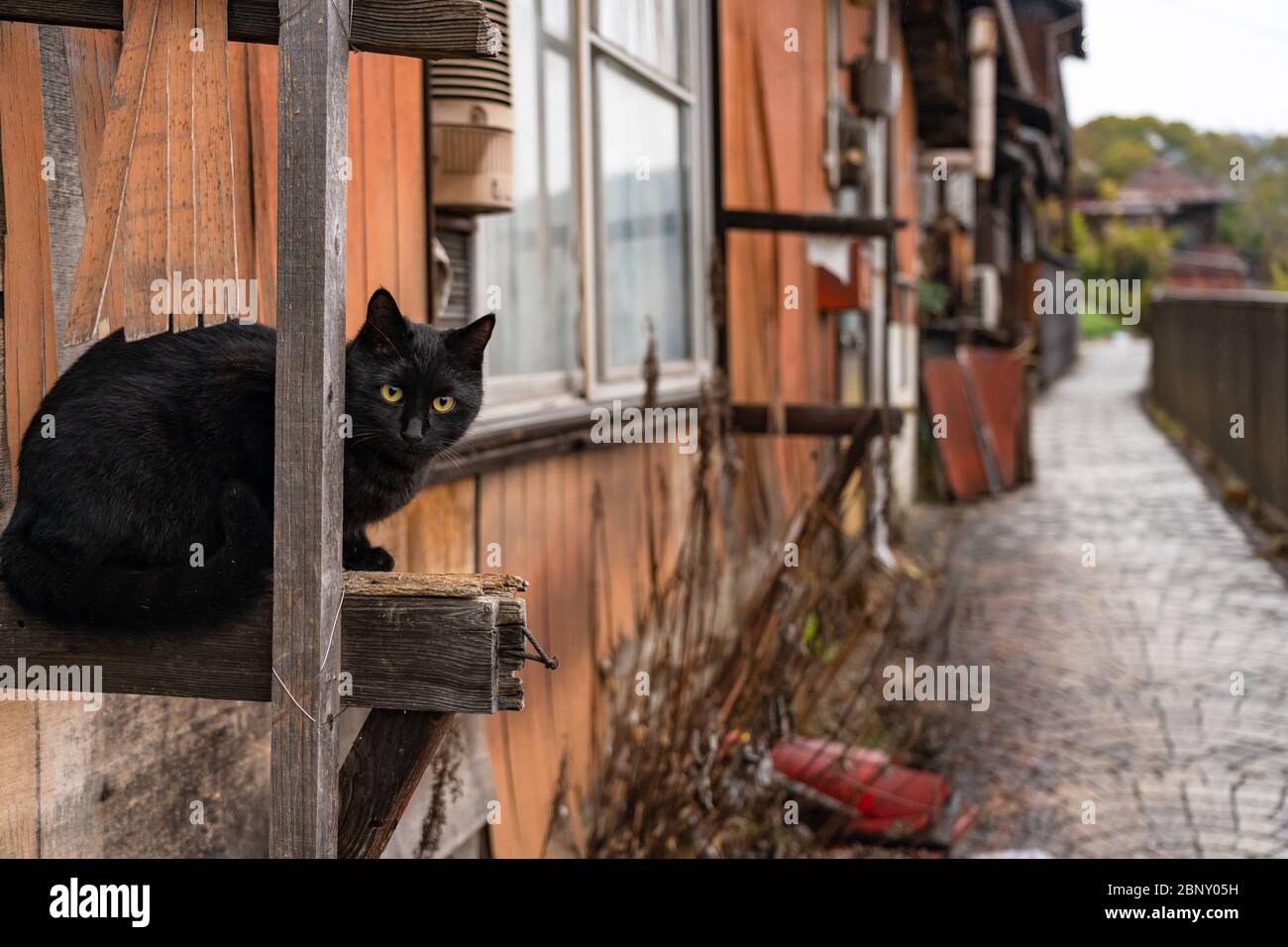 Lots of cats hi-res stock photography and images - Alamy