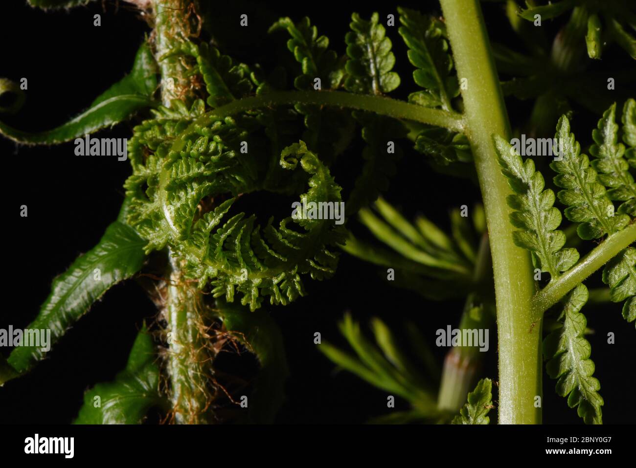 A horizontal still life of the fronds of two different ferns on a black ...