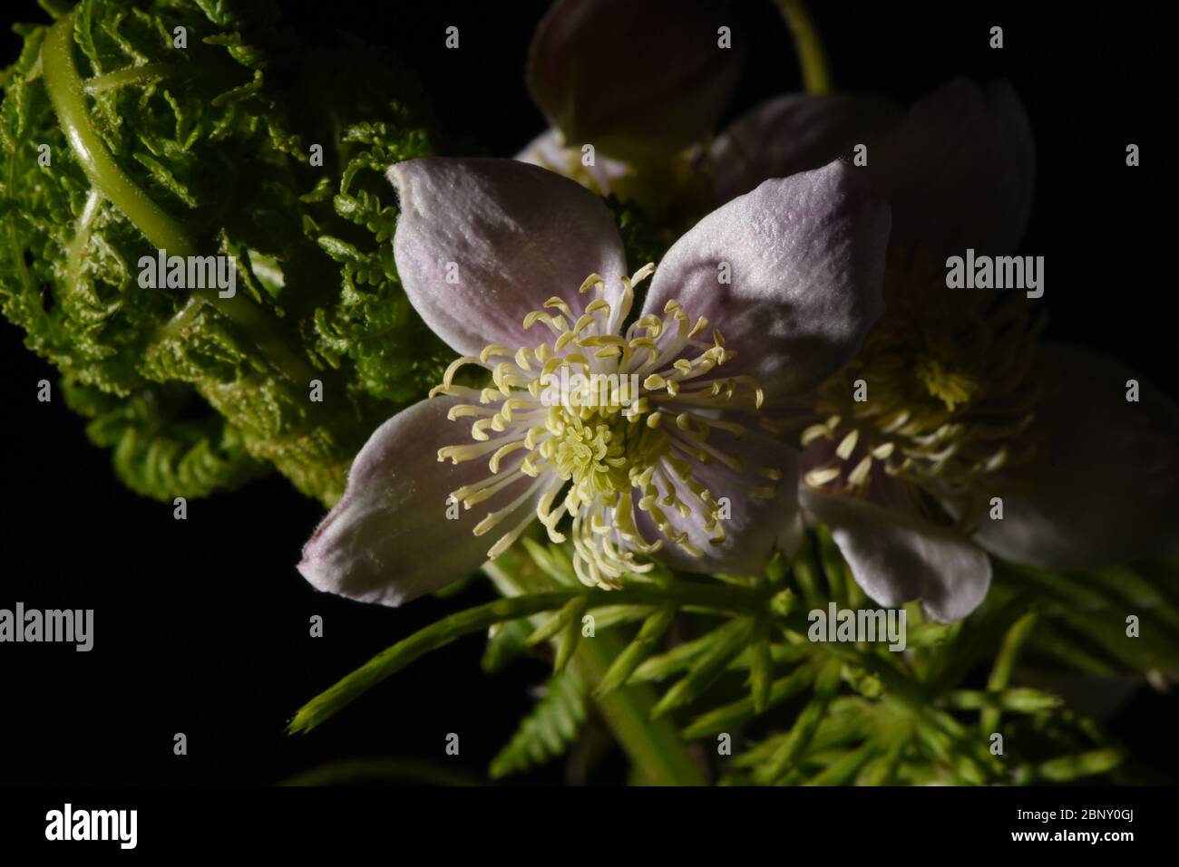 A horizontal still life of pink flowers on a Clematis plant with green ...