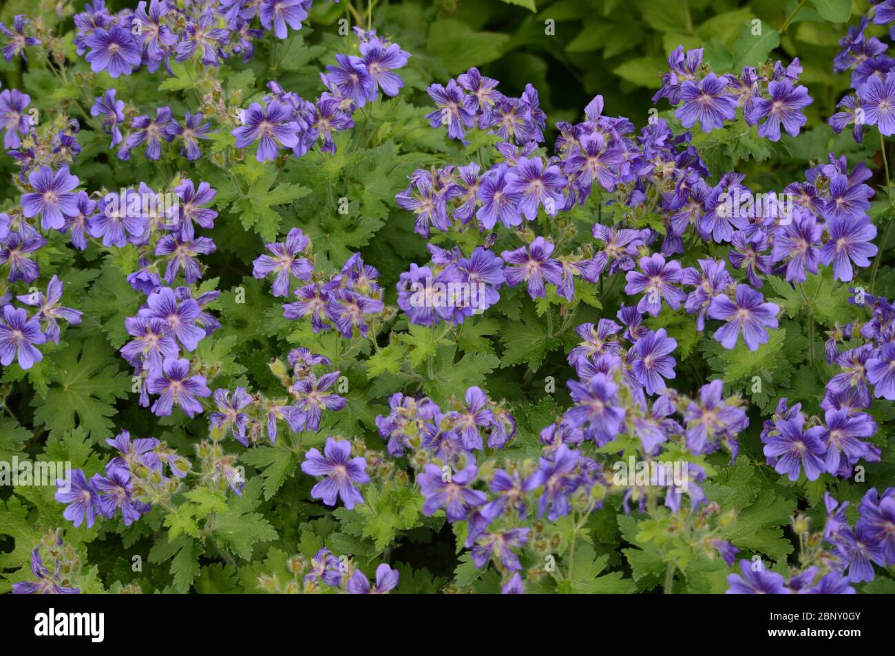 Bush of Blue Flowers Stock Photo - Alamy