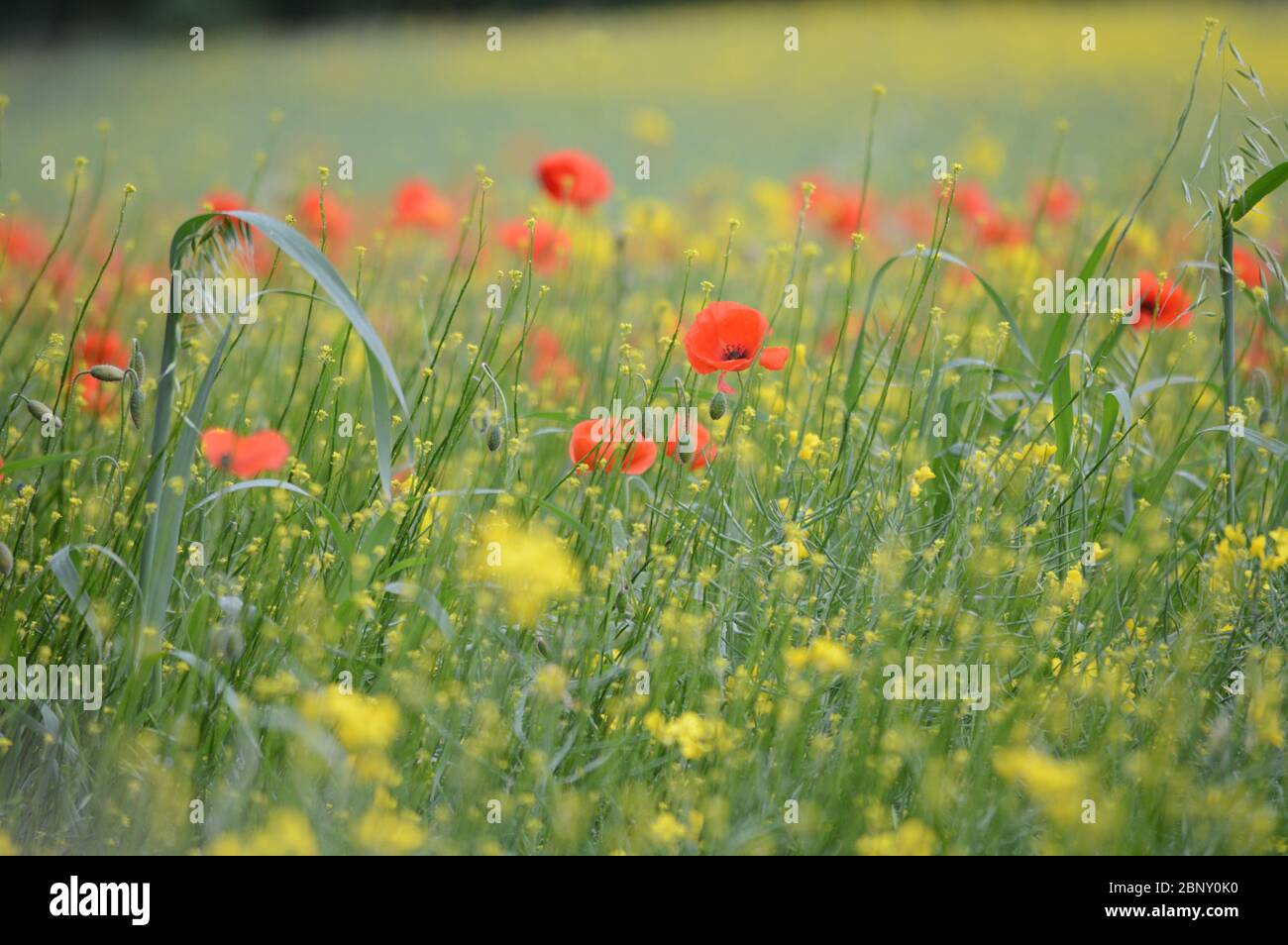 Poppy fields flowering poppies hi-res stock photography and images - Alamy