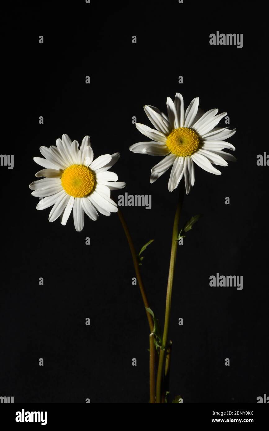 Still life of two white daisy flower blossoms and stems against a black ...