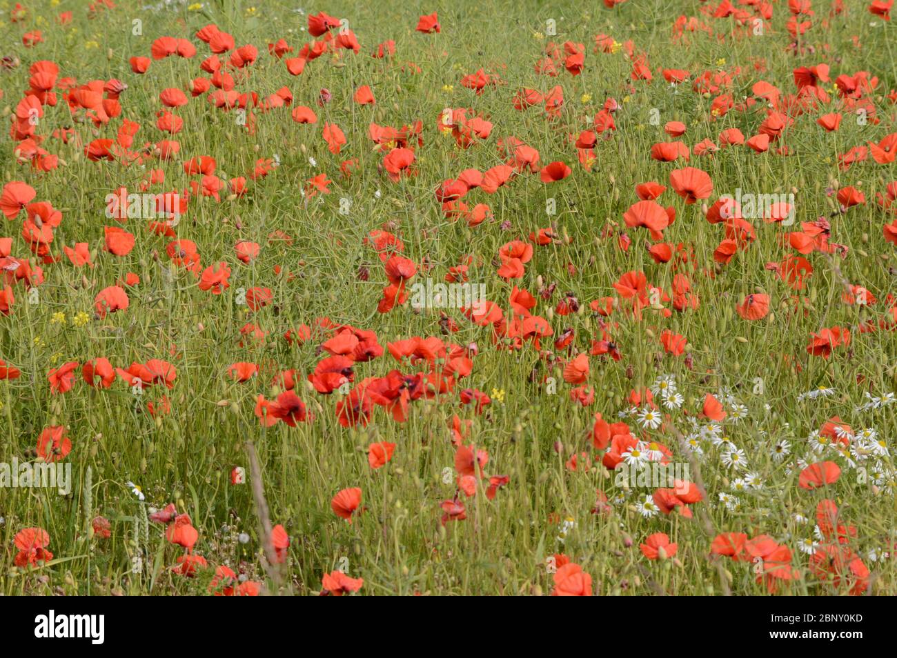 Poppy fields hi-res stock photography and images - Alamy