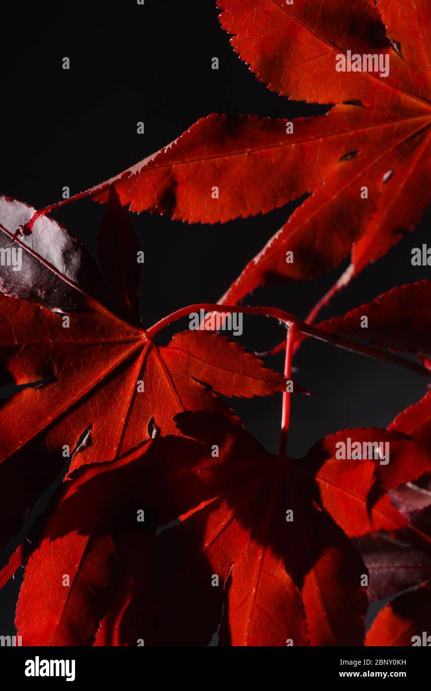 Still life of maroon or wine color leaves of a Japanese Maple tree ...