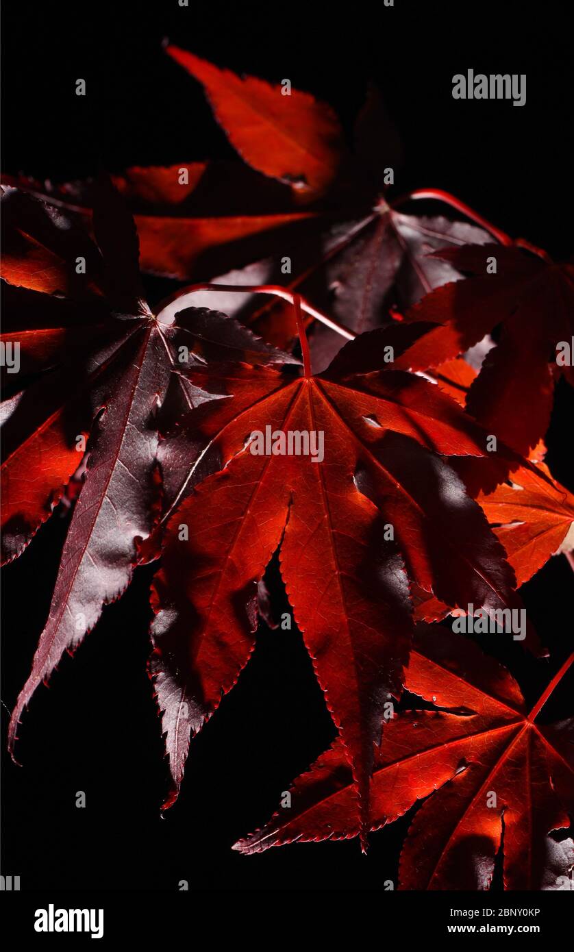 Still life of maroon or wine color leaves of a Japanese Maple tree ...