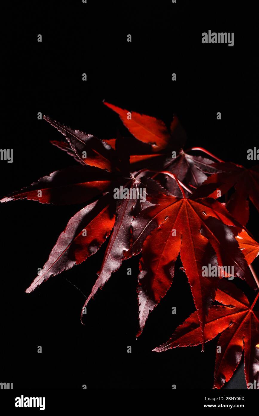 Still life of maroon or wine color leaves of a Japanese Maple tree ...