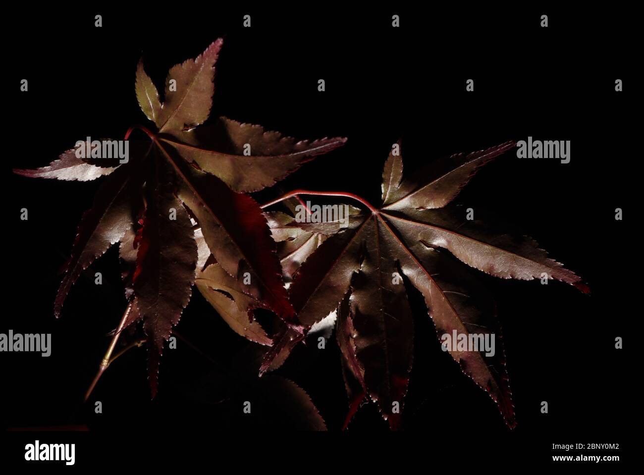 Still life of maroon colored leaves of a Japanese Maple tree against a ...