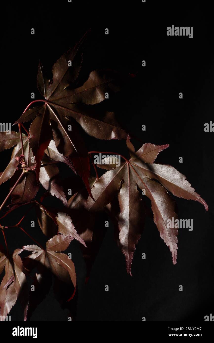 Still life of maroon colored leaves of a Japanese Maple tree against a ...