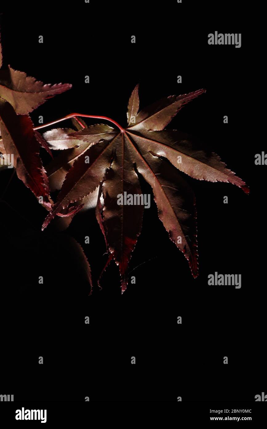 Still life of maroon colored leaves of a Japanese Maple tree against a ...