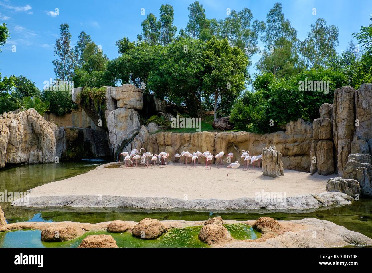 Flamingos are a type of wading bird in the family Phoenicopteridae, the ...