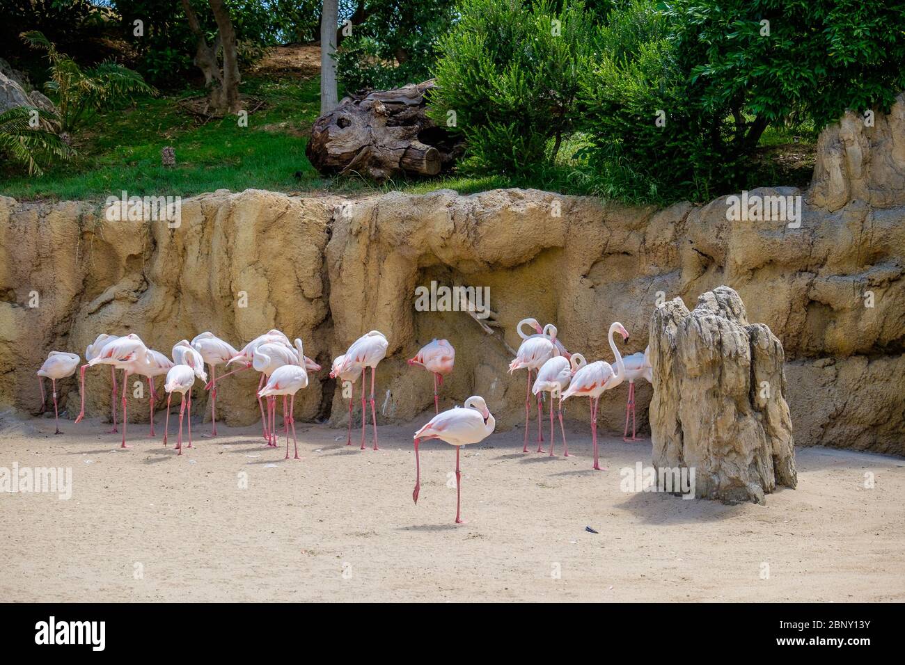 Flamingos are a type of wading bird in the family Phoenicopteridae, the ...