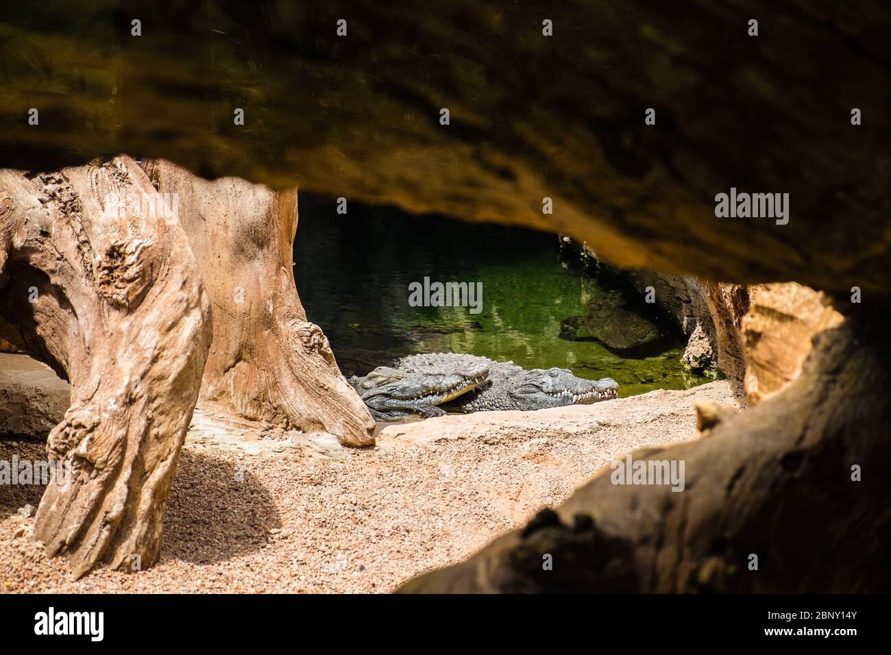 Alligatorids are a family of reptiles belonging to the Crocodylia order ...