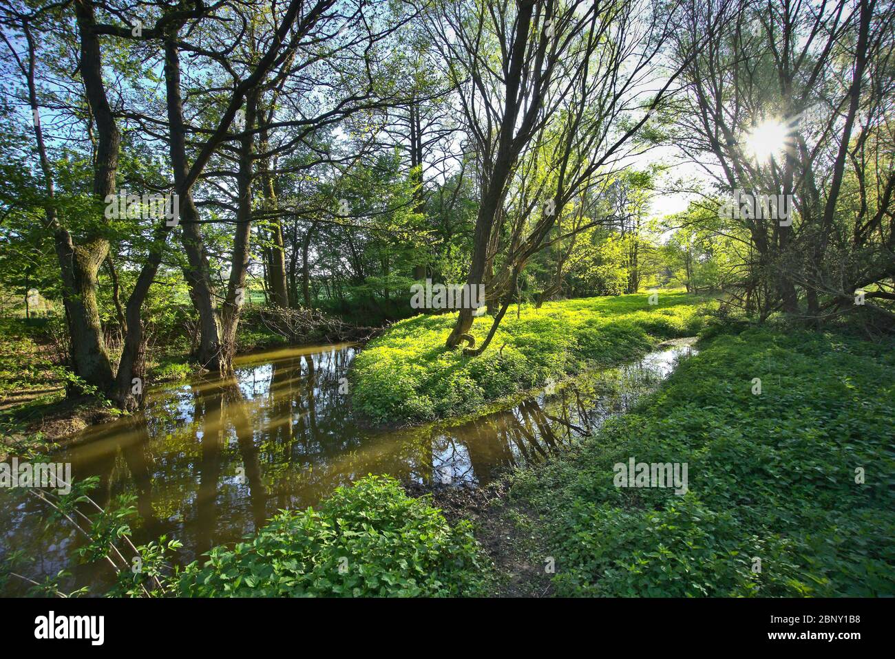 Stream between trees hi-res stock photography and images - Alamy