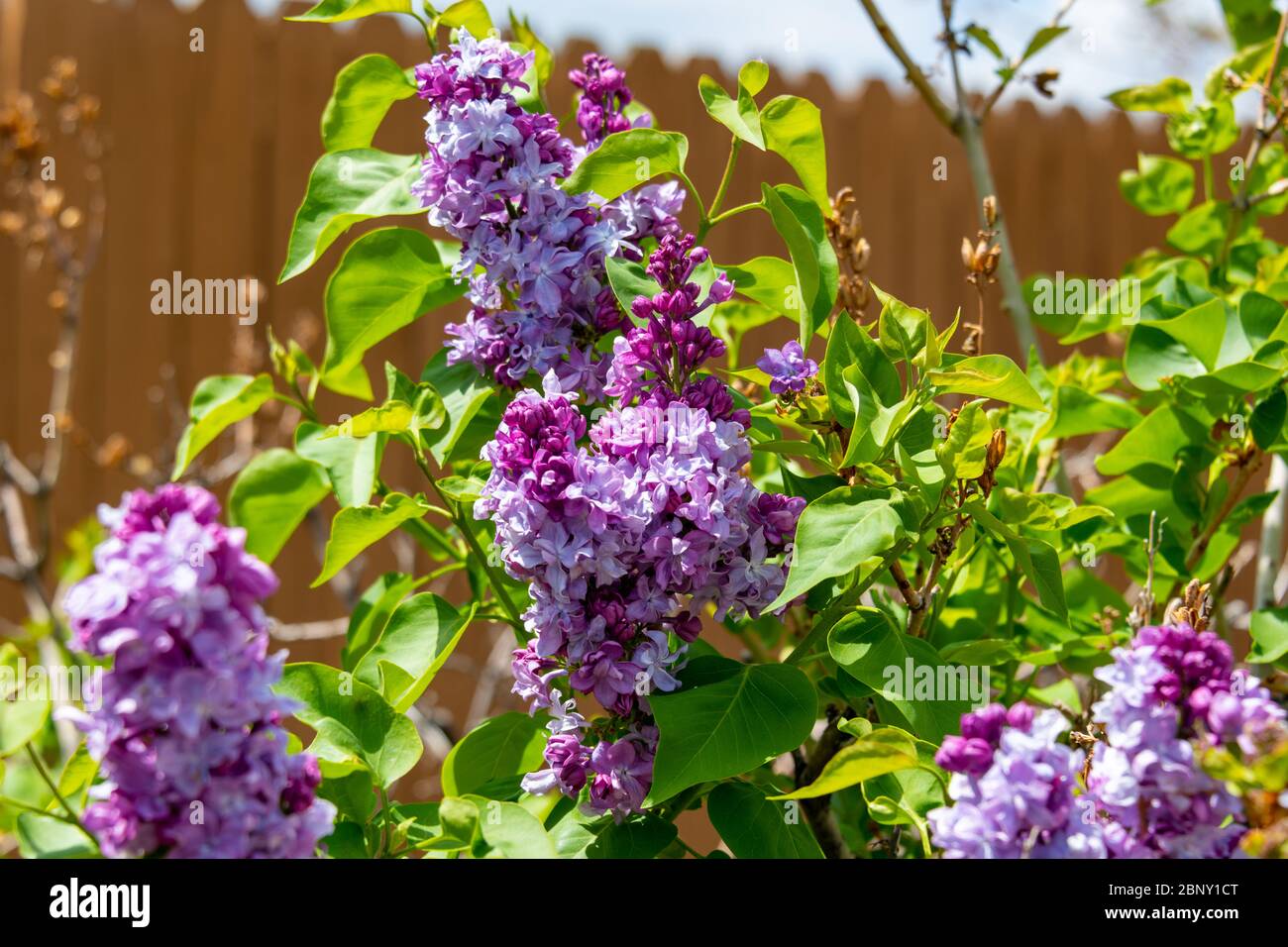 Springtime Lilacs Blooming alongside a road in Colorado Stock Photo - Alamy