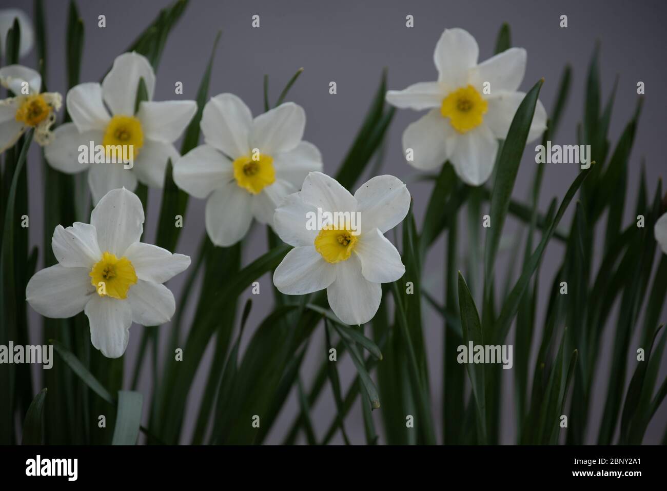 Daffodil flowers in the field. Daffodil flower. Daffodil flowers in the ...