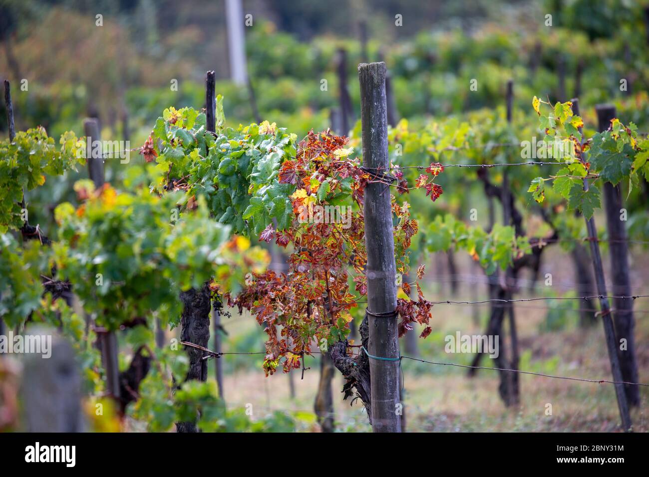 Vine vineyard italian grape italy hi-res stock photography and images ...