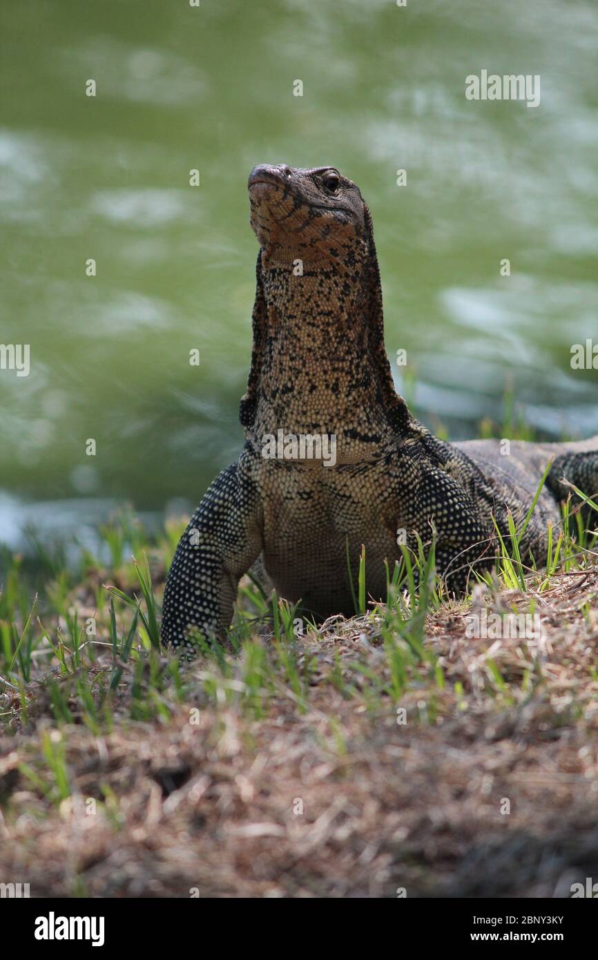 Asian Water Monitor from Thailand´s Lumpini Park Stock Photo - Alamy