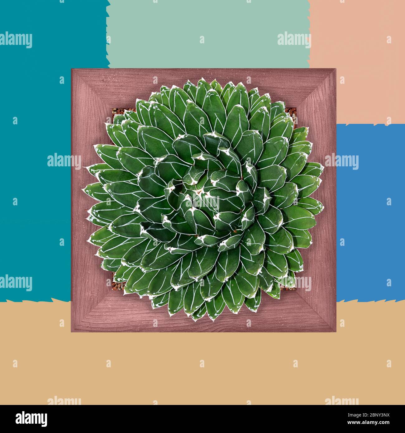 Round green succulent cactus with streaks of white, Agave victoriae ...