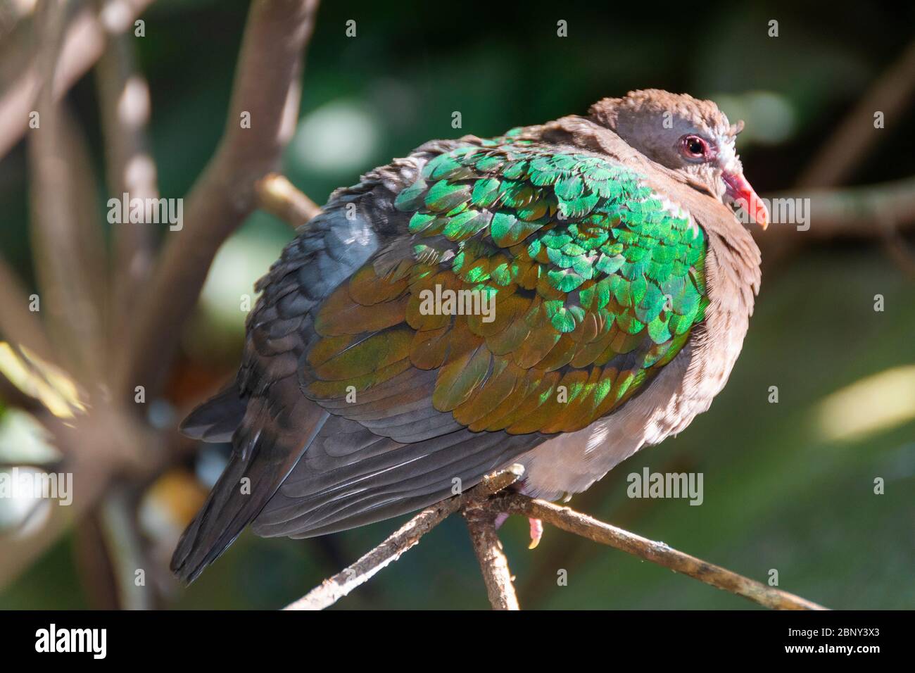 Closeup of a common emerald dove sitting on a tree branch (Chalcophaps ...