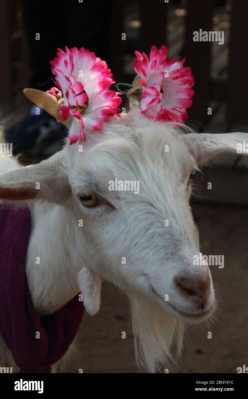 White Goat with two pink flowers decorating its head Stock Photo - Alamy