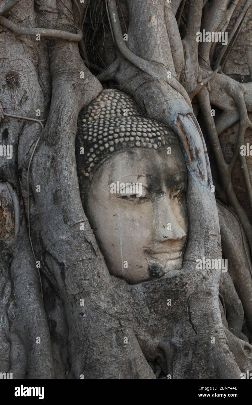 Head stuck in a tree hi-res stock photography and images - Alamy