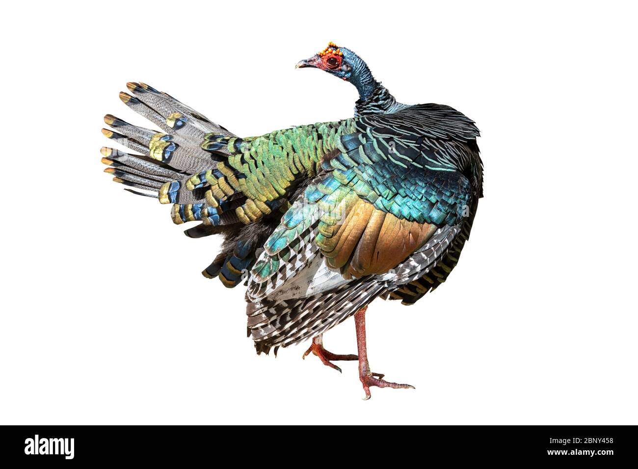 Ocellated turkey (Meleagris ocellata) isolated on a white background ...