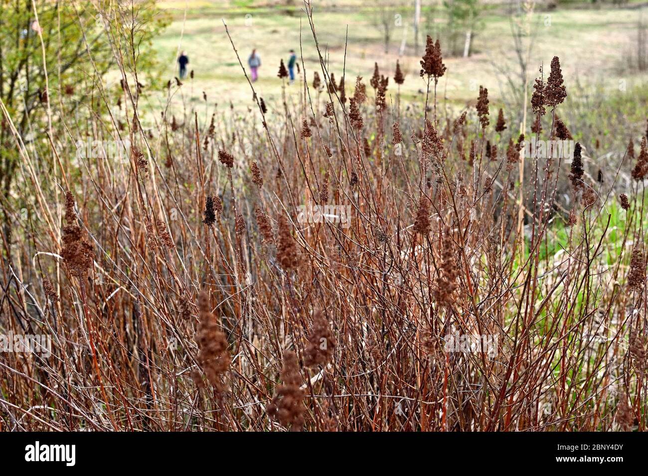 Dry grass Bush at sunset Stock Photo - Alamy