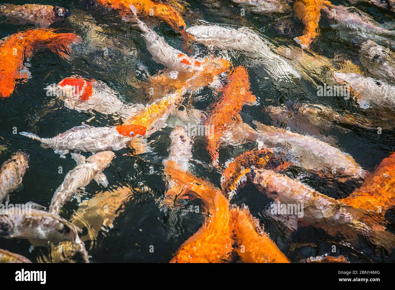 Yellow carp hi-res stock photography and images - Alamy
