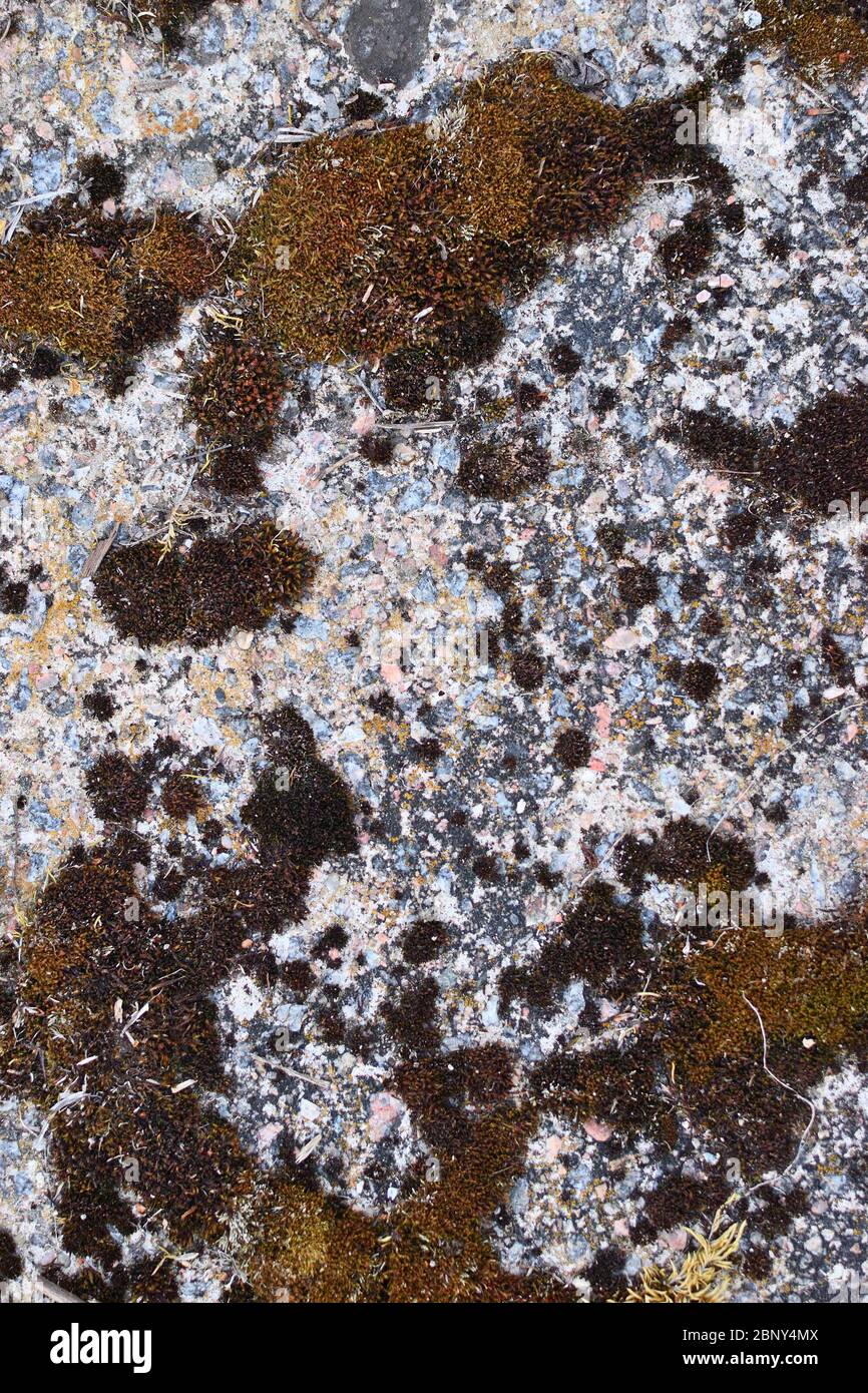 Background. Brown moss on an old gray granite slab vertically Stock ...