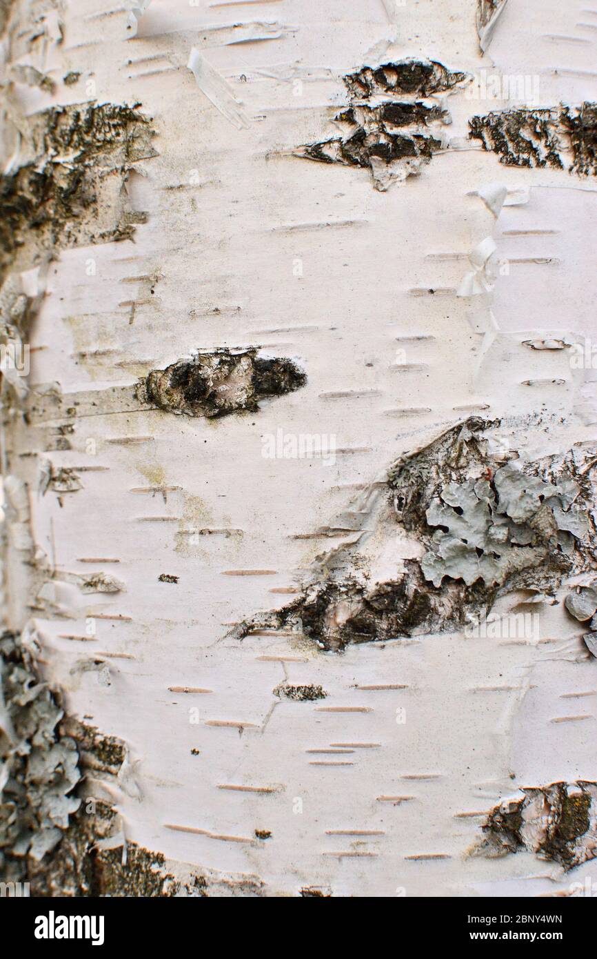 Surface trunk structure hi-res stock photography and images - Alamy