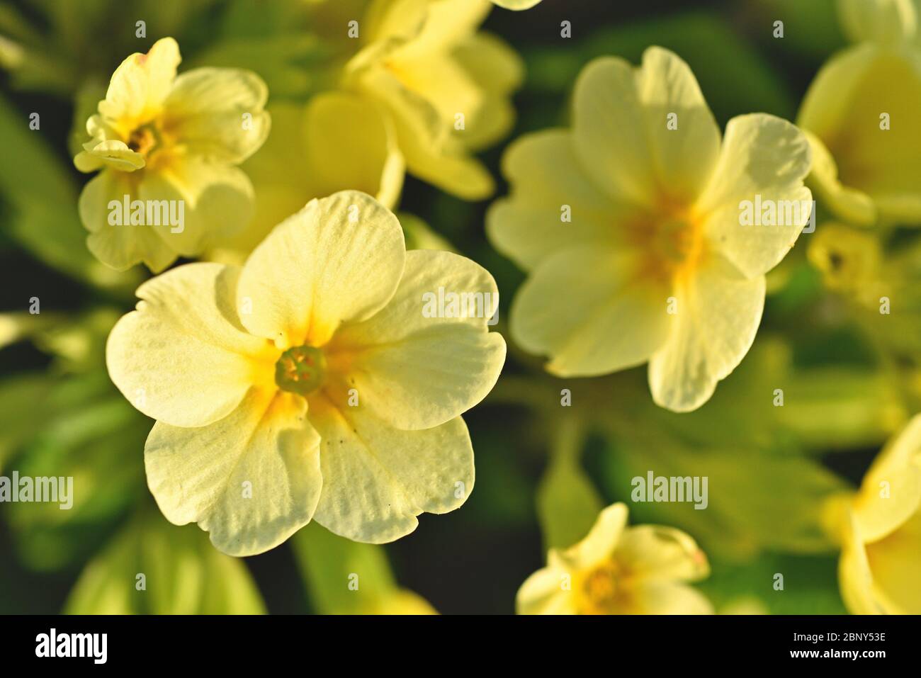 Sun lit flowers hi-res stock photography and images - Alamy