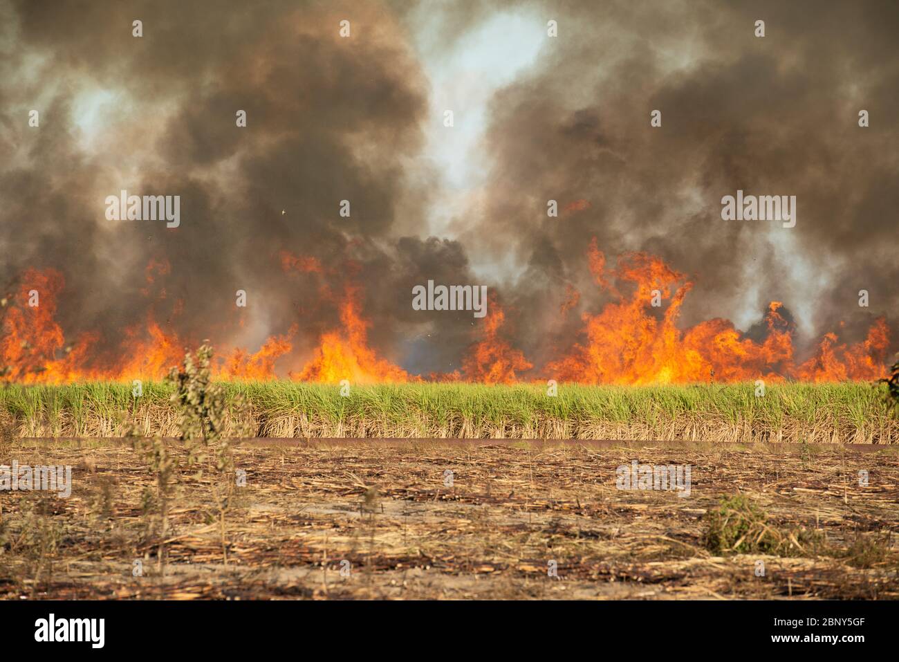 Brazilian sugar cane hi-res stock photography and images - Alamy