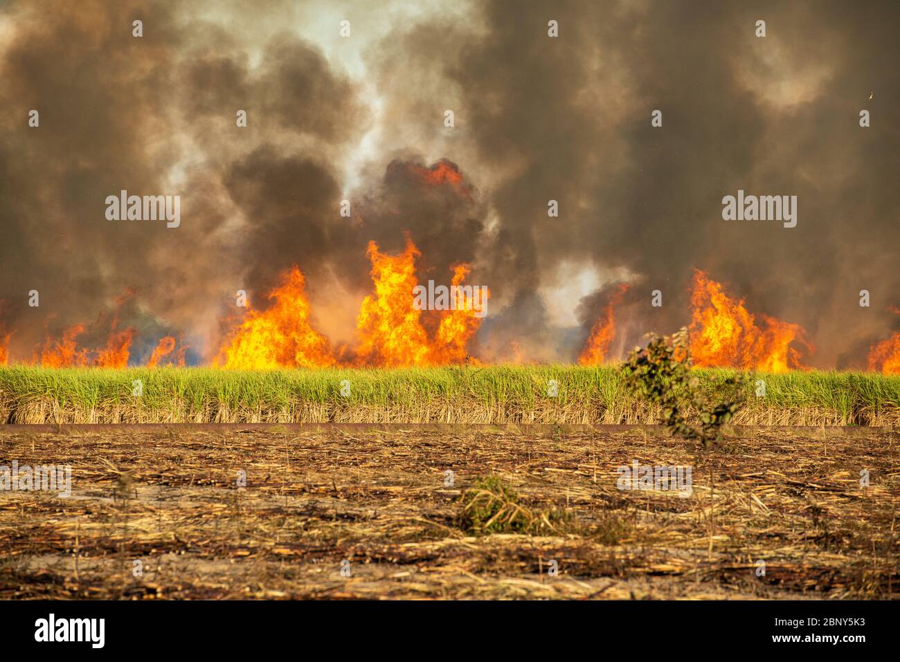 Brazilian sugar cane hi-res stock photography and images - Alamy