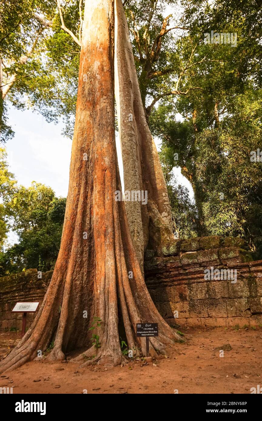 Cambodia, Siem Reap Province, Krong Siem Reap, Giant trees in the Ta ...