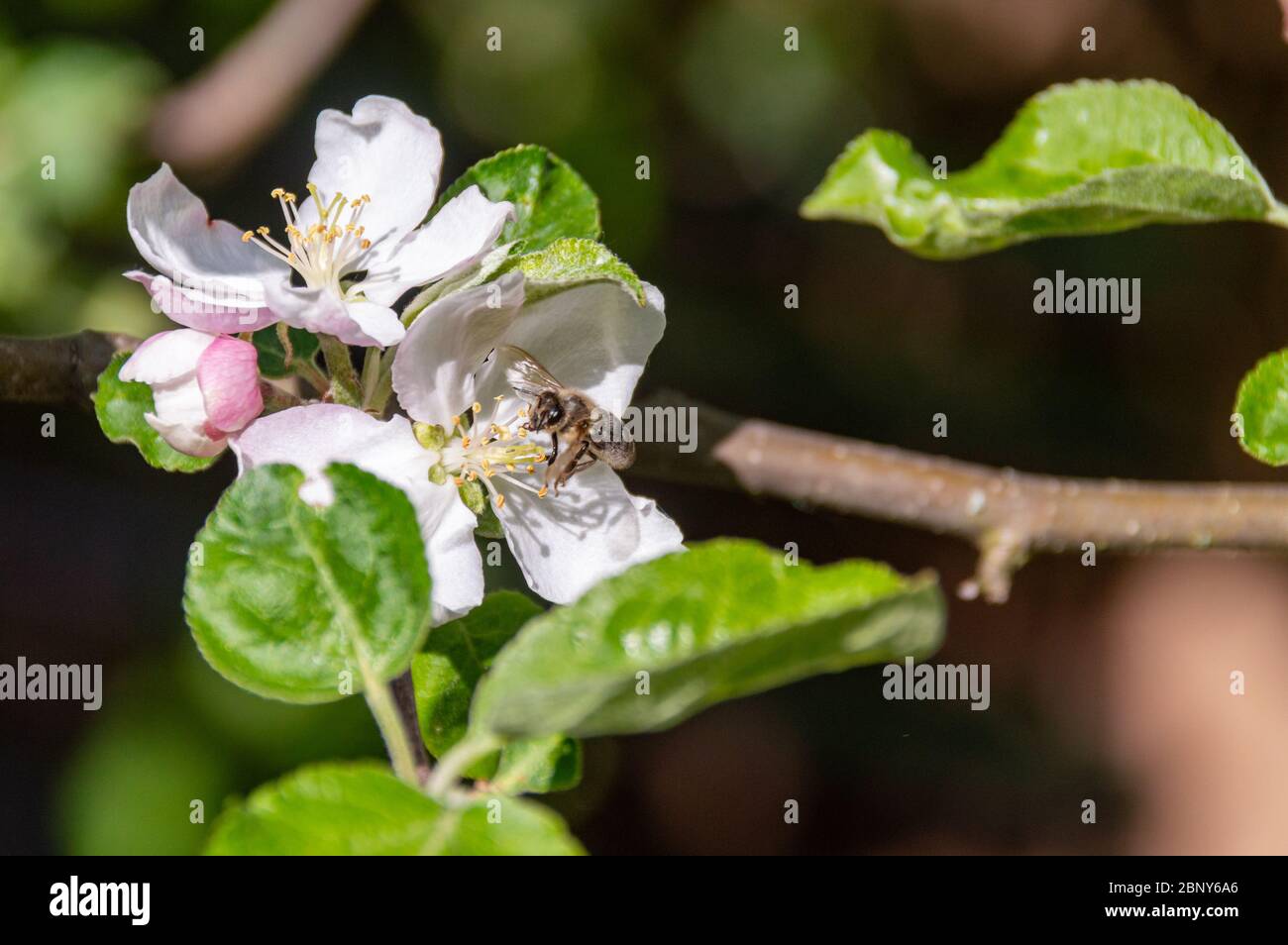 honey-bee in apple flower close-up. bee pollinating apple tree in ...