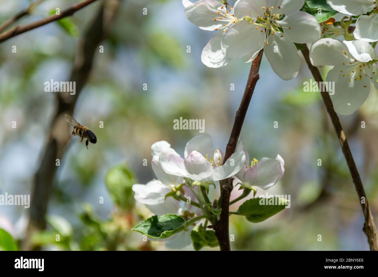 Honey bee in the tree hi-res stock photography and images - Alamy