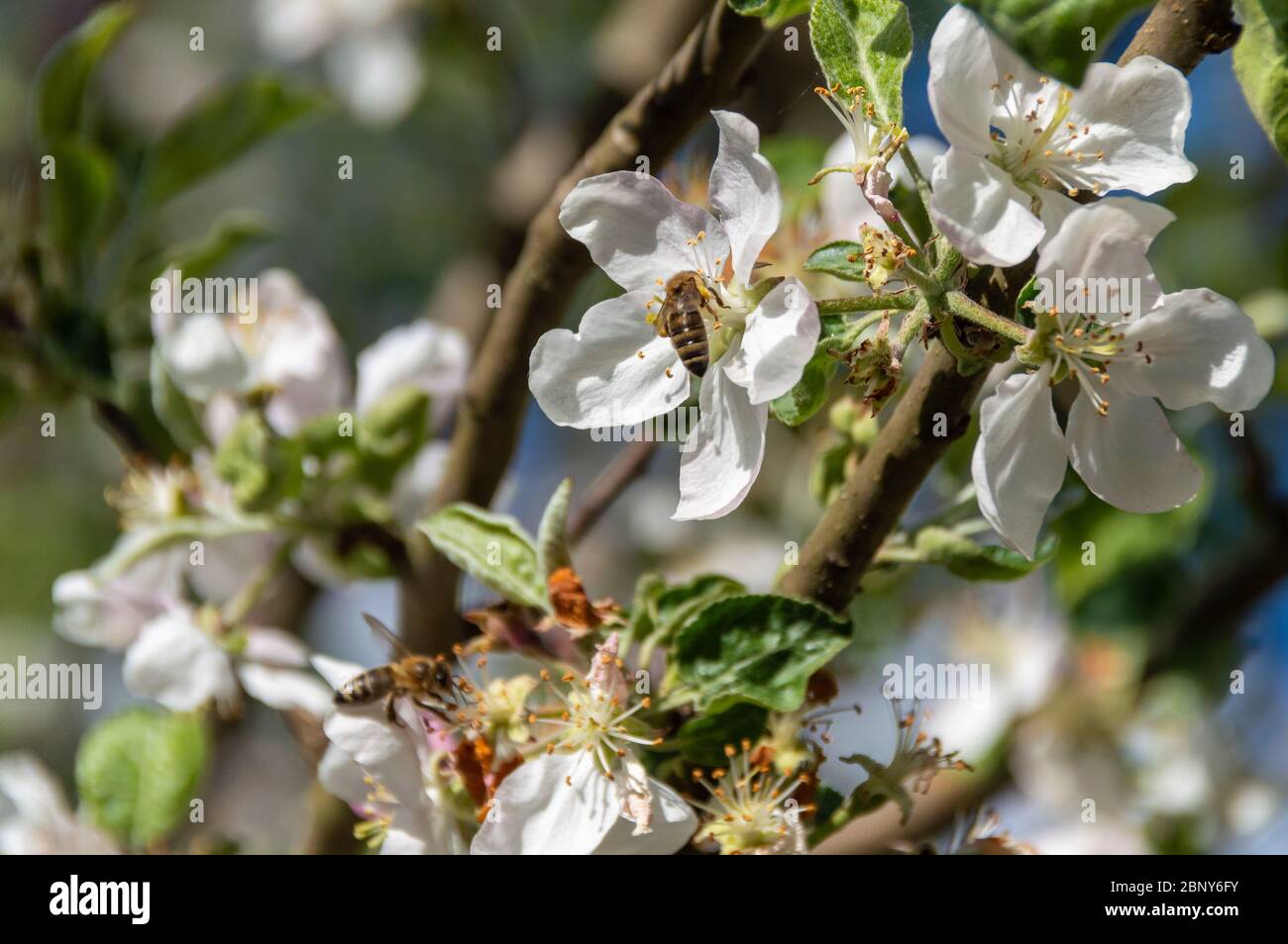 bee in apple flower pollinating apple tree in spring blooming garden ...