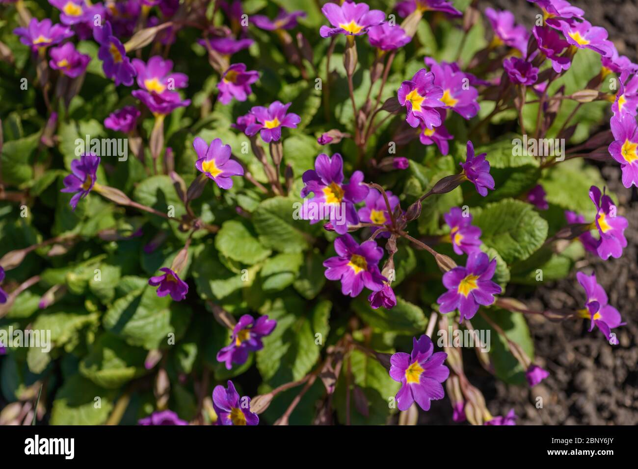 Violet primula hi-res stock photography and images - Alamy