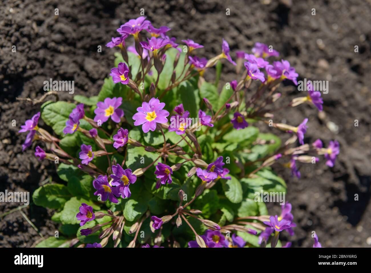 Violet primula vulgaris, primrose. Flowering Primula. Primula Vulgaris ...