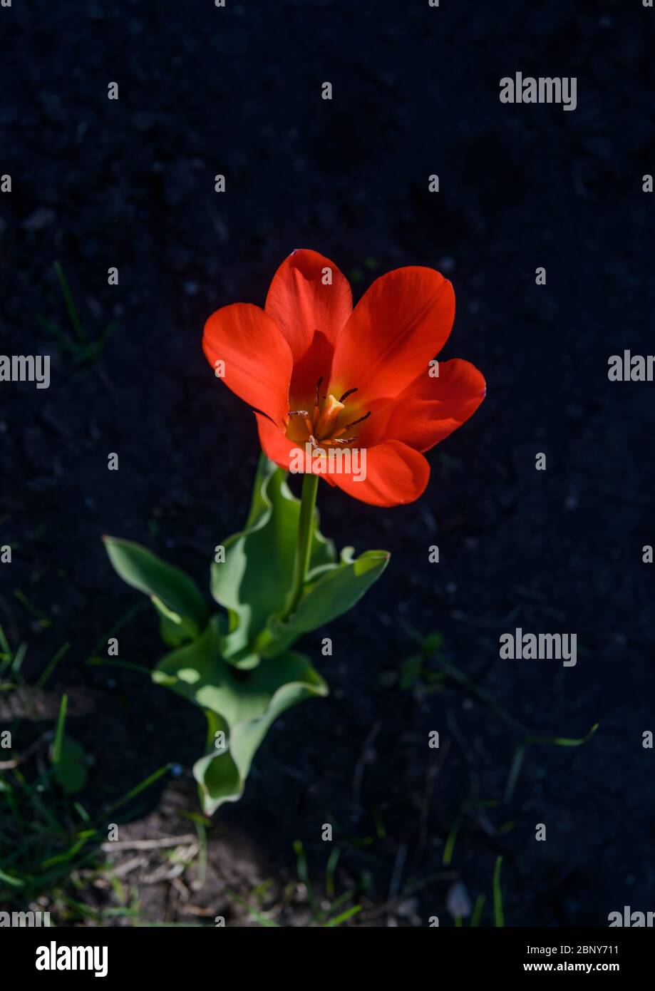 Orpine. Stonecrop. Young shoots of orpin. Sedum telephium. Beautiful ...