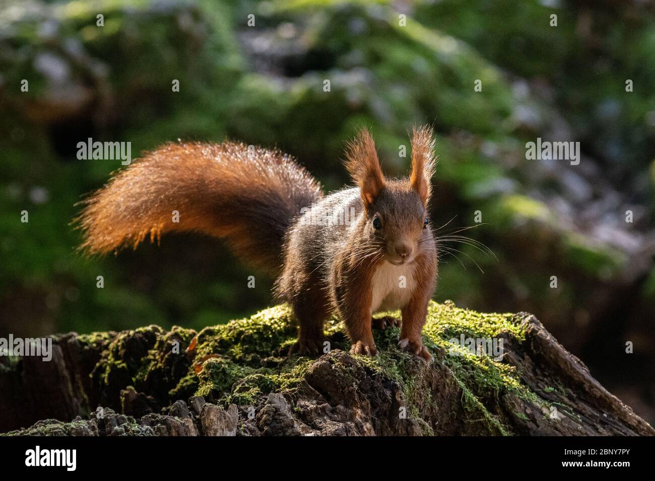 European red squirrel crouching on a trunk covered with green moss ...