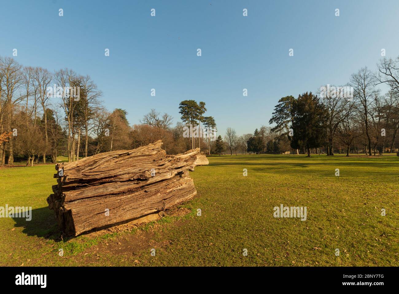 Landscape depicting a large trunk felled on the lawn of a park, outdoor ...