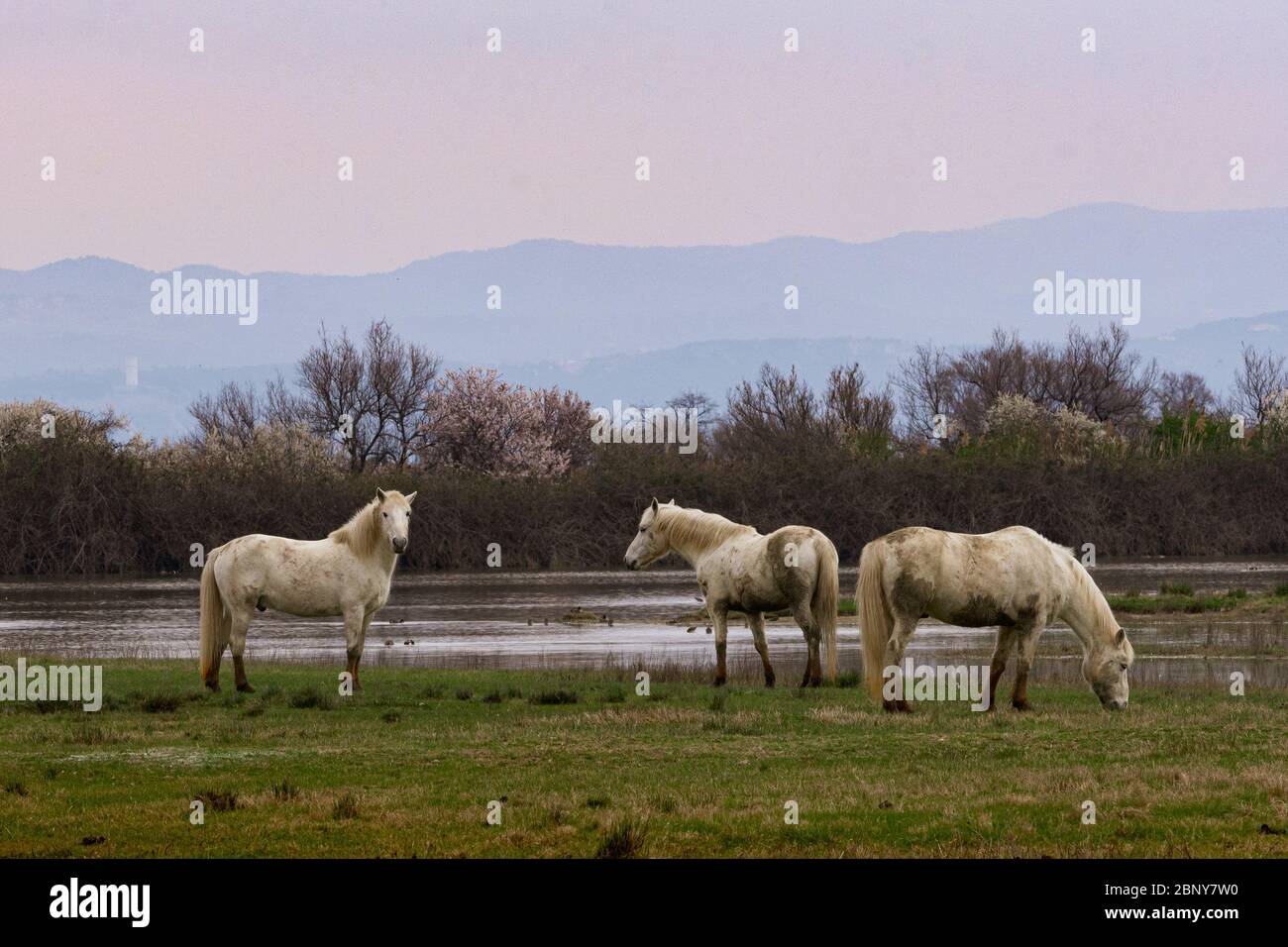 The rhône estuary in the camargue hi-res stock photography and images ...